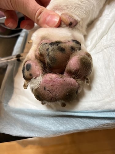 Webinar on Pododermatitis - Dr. Freja Linn Krogh