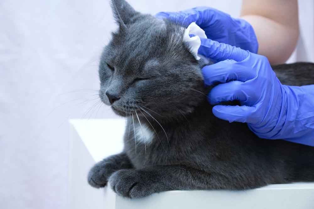Ear cleaning for companion animals | Nextmune