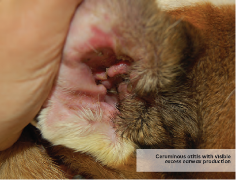 Otitis management – Part 1