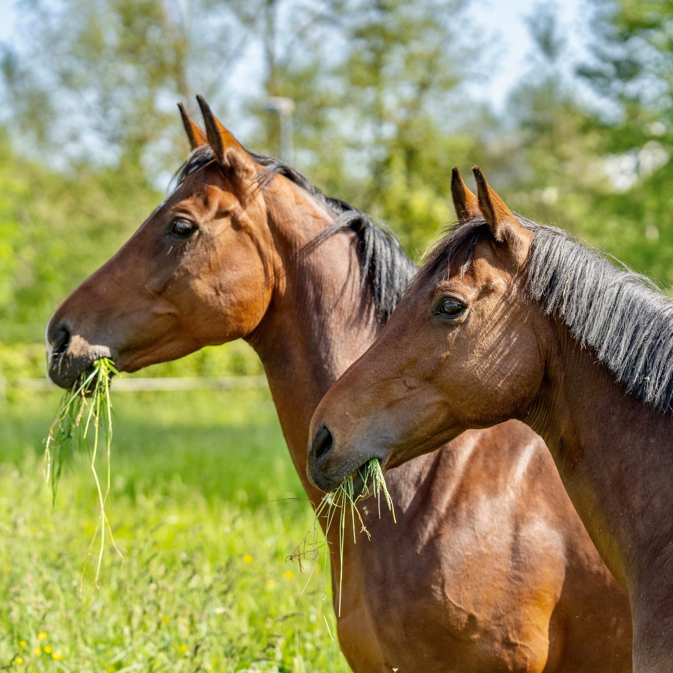 Allergy testing in horses | Nextmune