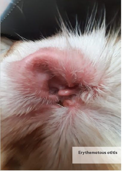 Otitis management – Part 1