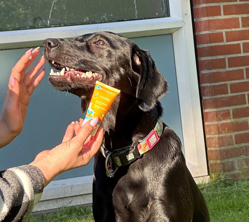 UV Protection in Veterinary Practice: Why Sun Safety Matters for ...