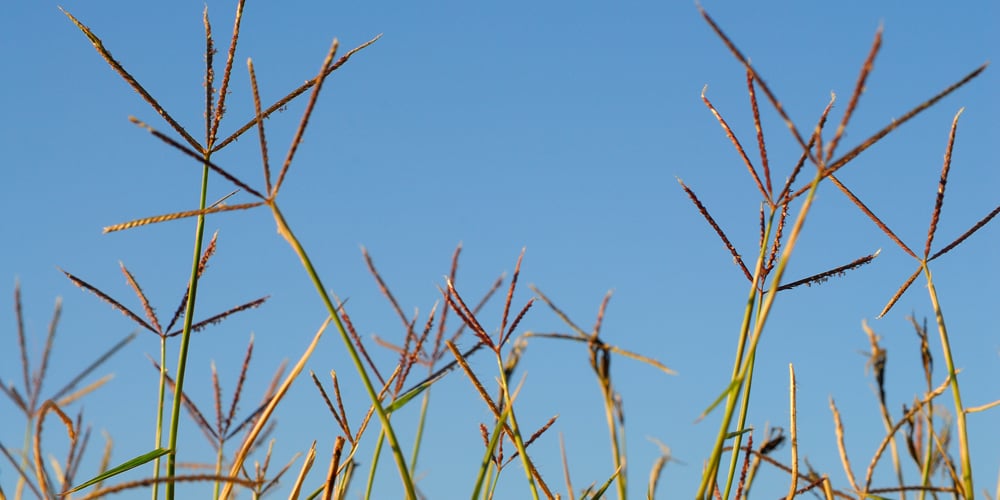 Top 10 pollen causing allergy symptoms in animals