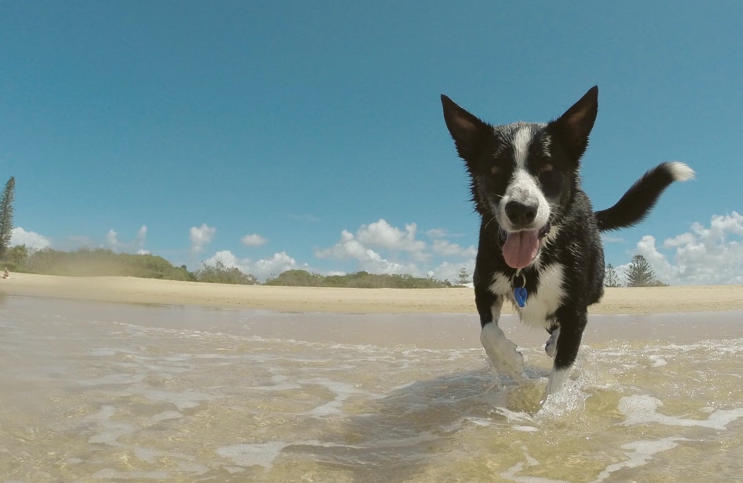 Ear infection in dogs in summer: allergy or swimmer's ear?
