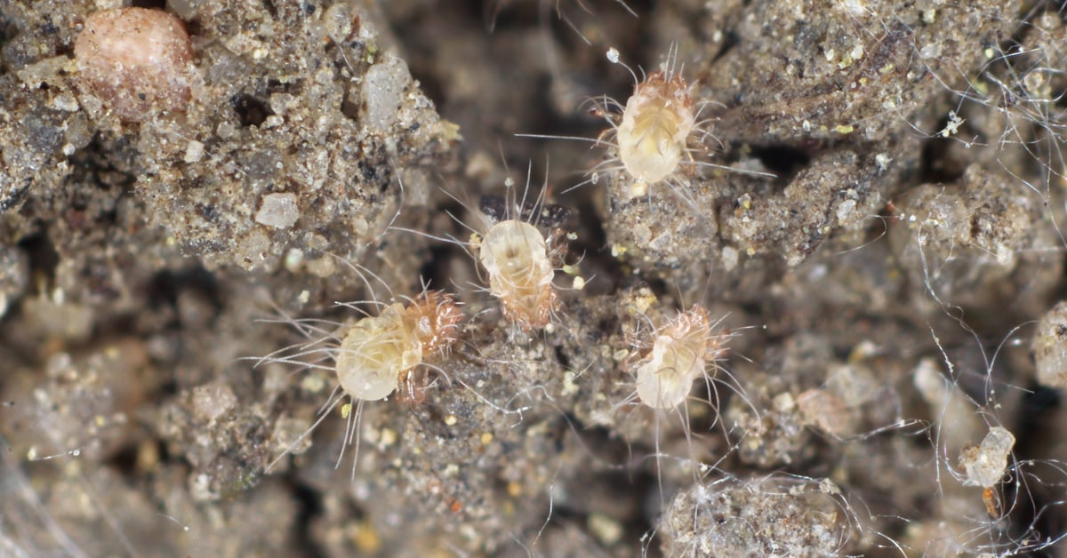 10 tips to reduce exposure to house dust mites