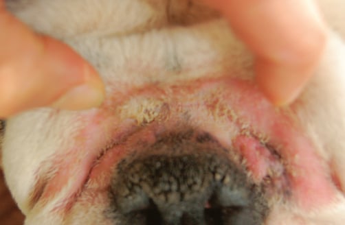 Superficial Pyoderma in Dogs: Clinical Overview & Diagnosis