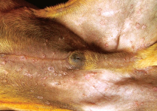 Superficial Pyoderma in Dogs: Clinical Overview & Diagnosis