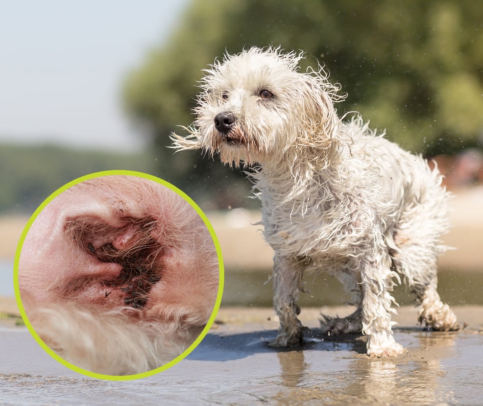 Ear infection in dogs in summer: allergy or swimmer's ear?